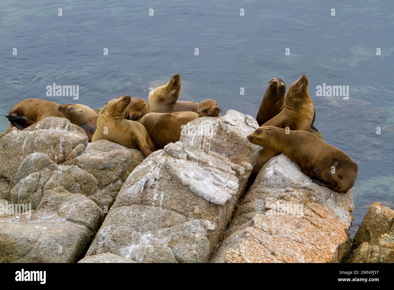Seals bask on rocks in the water off the Monterey, California coast ...