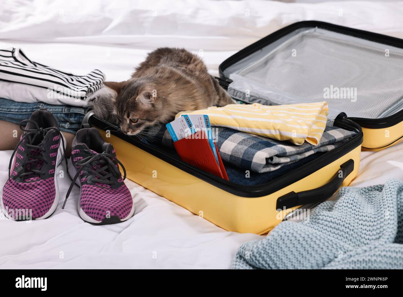 Open suitcase cat hi-res stock photography and images - Alamy