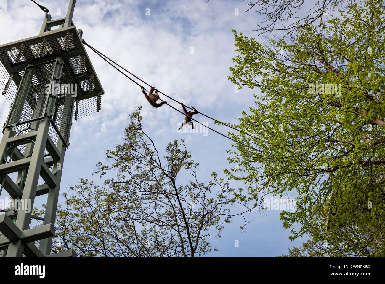 Orangutans at the Smithsonian Zoo swing along lines high above the ...