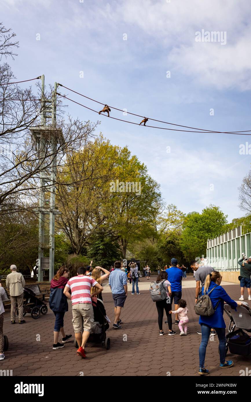 Orangutans at the Smithsonian Zoo swing along lines high above the ...
