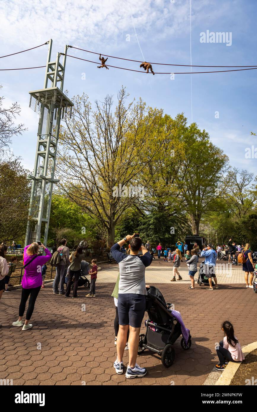 Orangutans at the Smithsonian Zoo swing along lines high above the ...