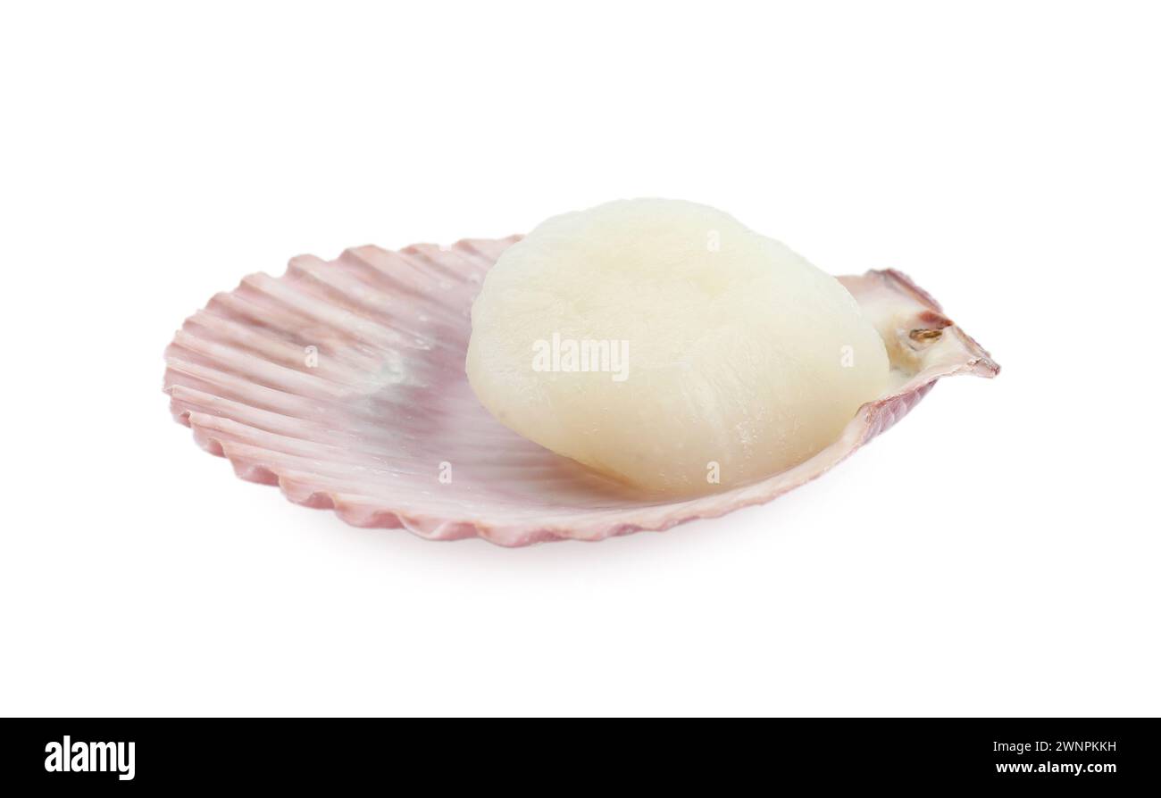 Fresh raw scallop in shell isolated on white Stock Photo - Alamy