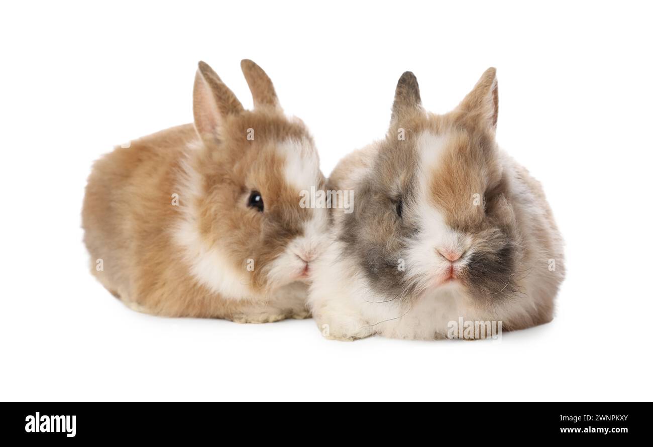 Rabbits cute little easter hi-res stock photography and images - Alamy