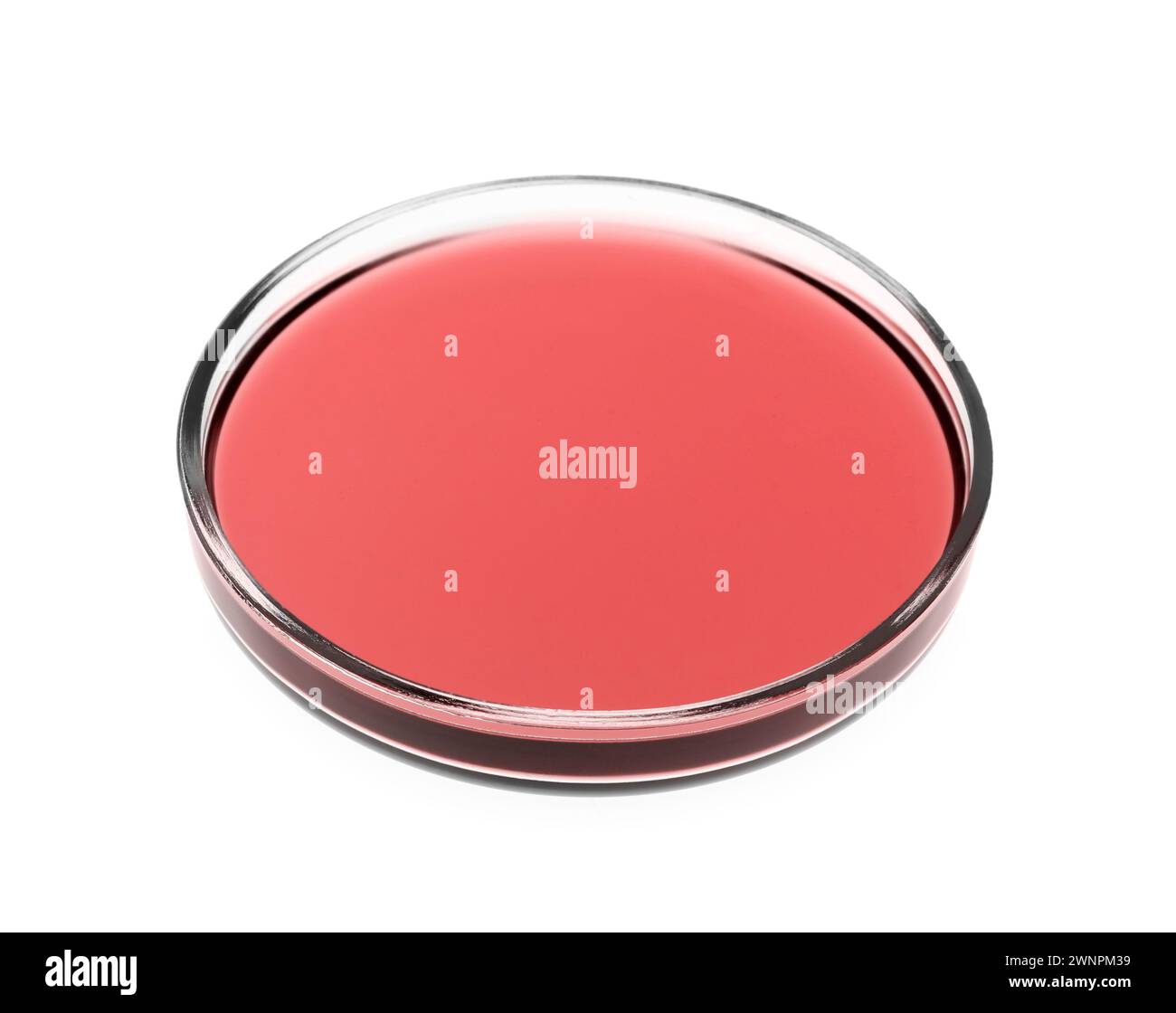 Petri dish with red liquid isolated on white. Laboratory glassware ...
