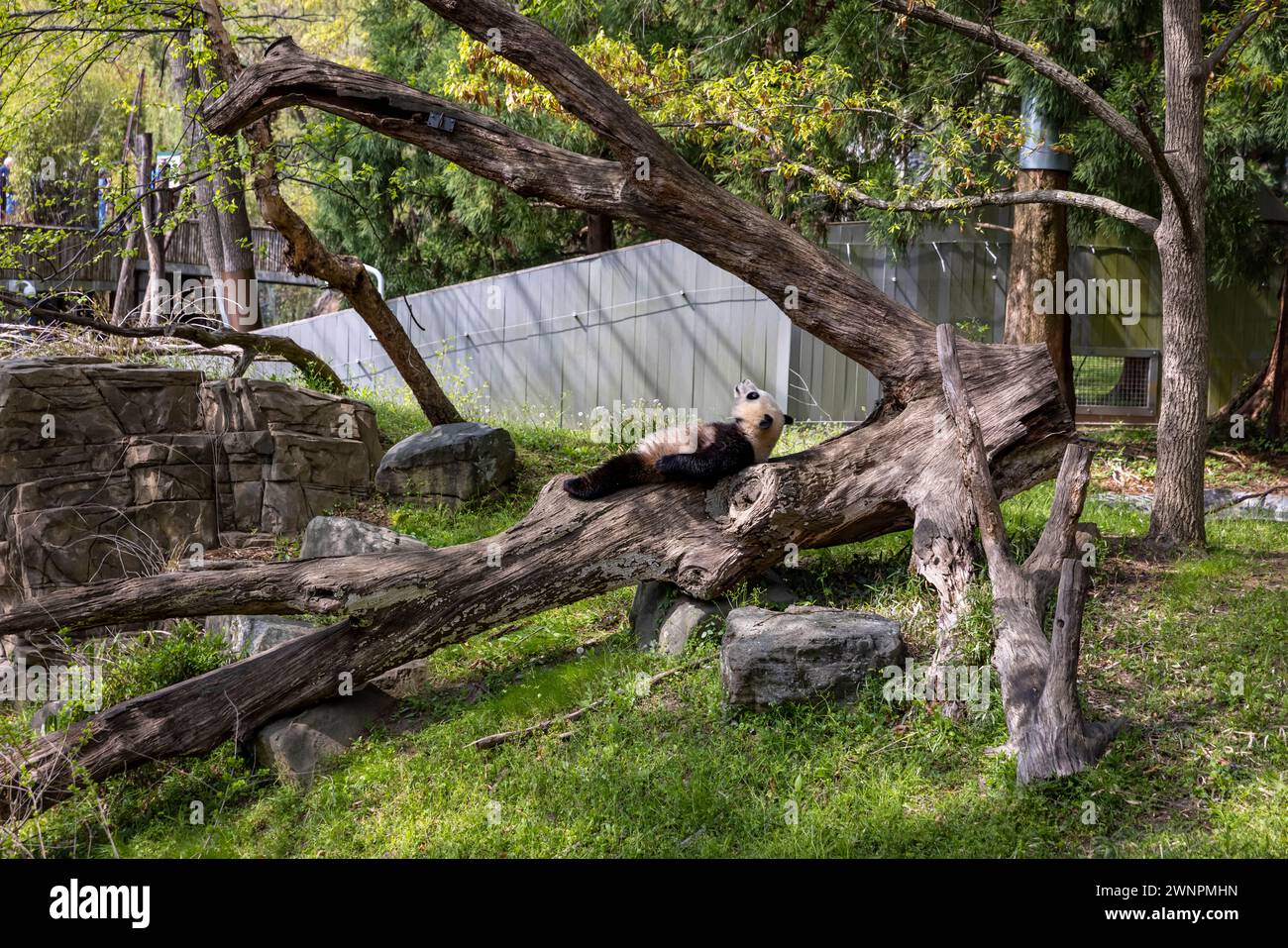 Washington D.C. is home to the Smithsonian Zoo, the National Zoo of the ...