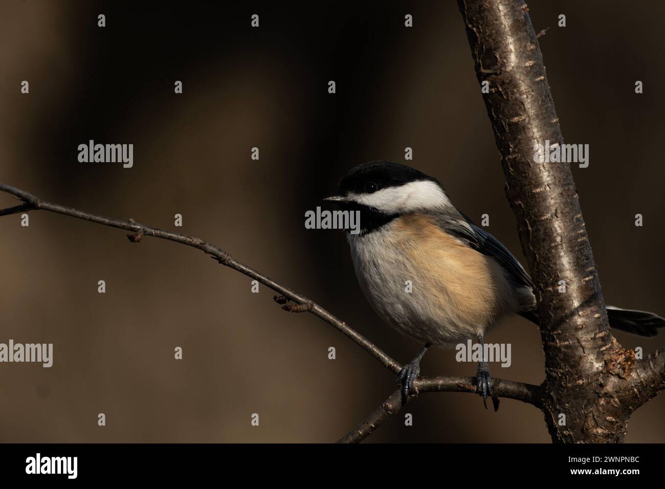 A black-capped chickadee, Poecile atricapillus Stock Photo - Alamy