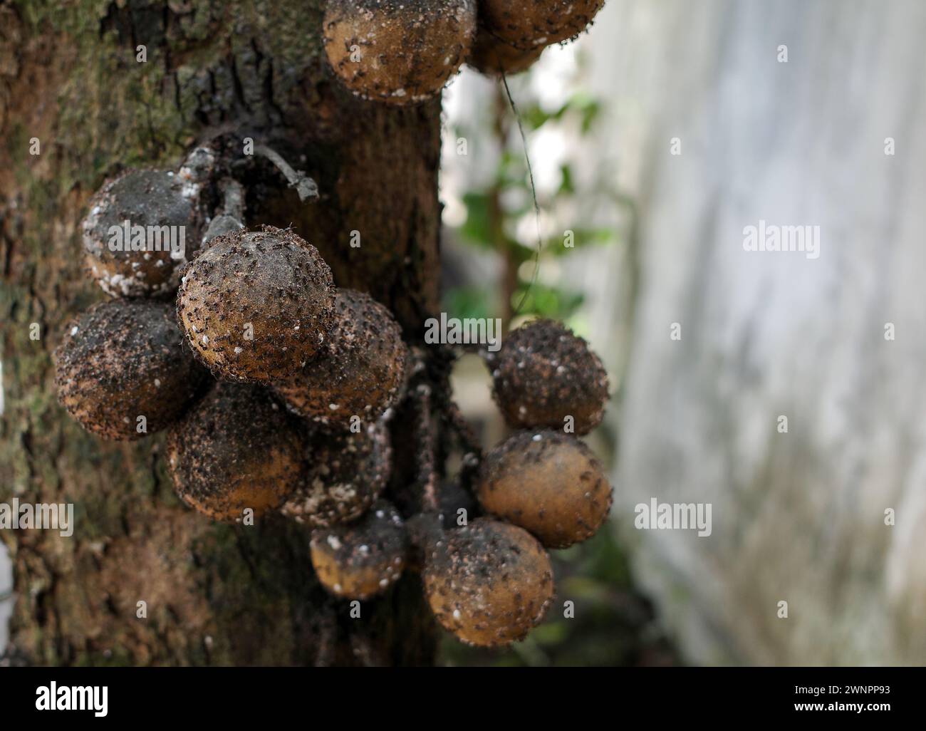 Keppel apple hi-res stock photography and images - Alamy