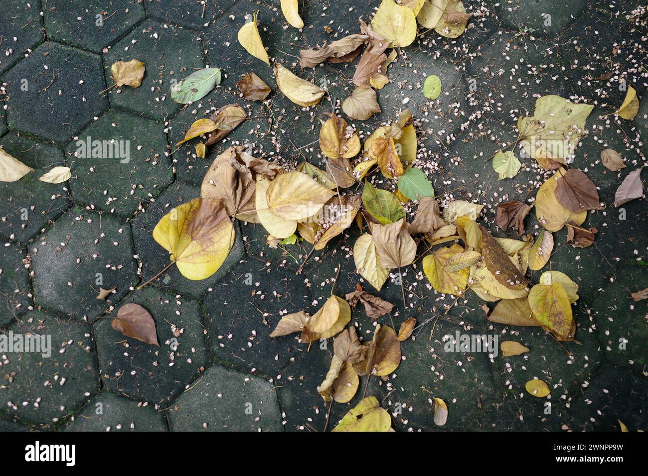 Tahongai hi-res stock photography and images - Alamy
