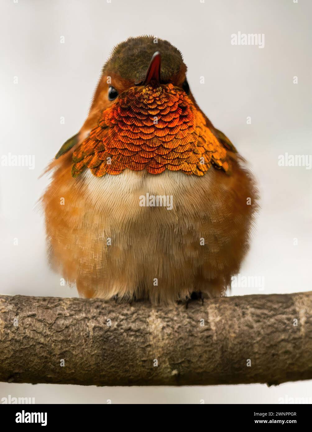 Allen's Hummingbird Adult Male. Santa Cruz, California, USA Stock Photo ...