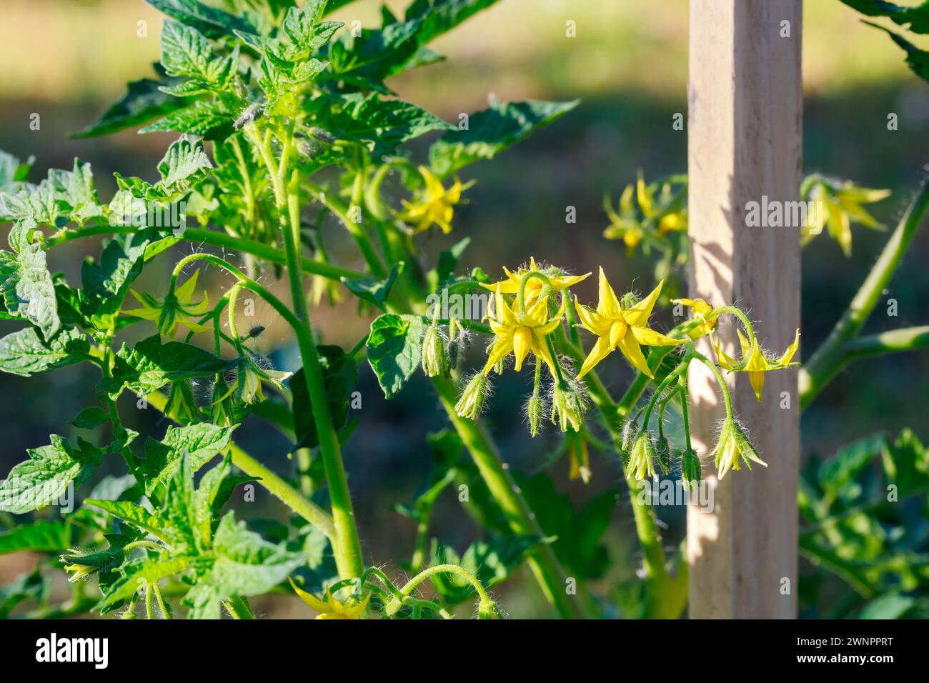 In garden, yellow-flowered tomato seedlings bloom Stock Photo - Alamy