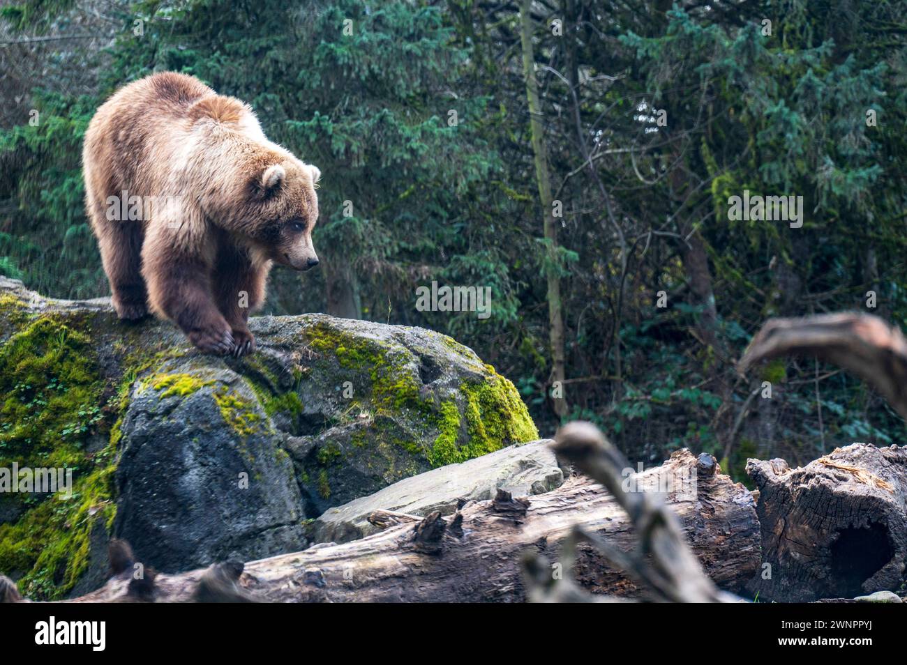 Seattle, Washington, USA. 3rd Mar, 2024. On World Wildlife Day, an ...