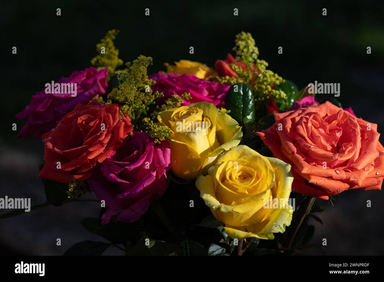 Pink, yellow and coral colored roses with water on the petals Stock ...