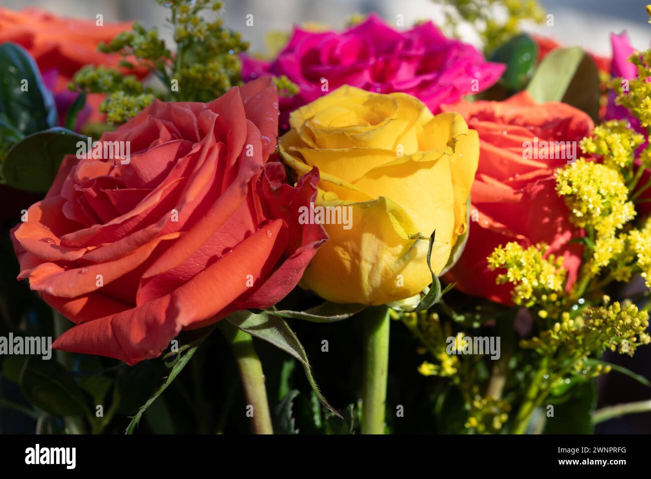 Pink, yellow and coral colored roses with water on the petals Stock ...