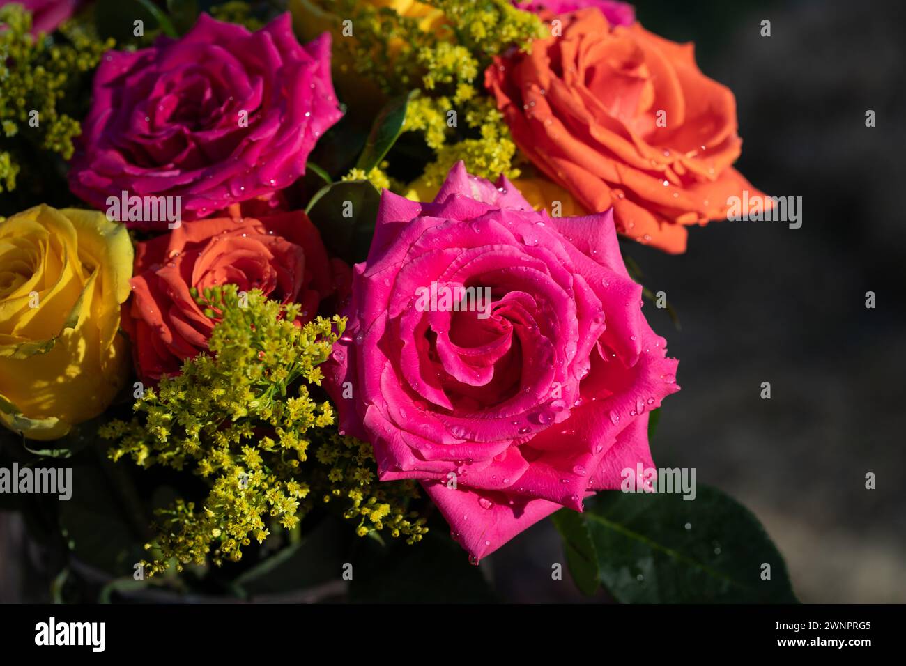 Pink, yellow and coral colored roses with water on the petals Stock ...