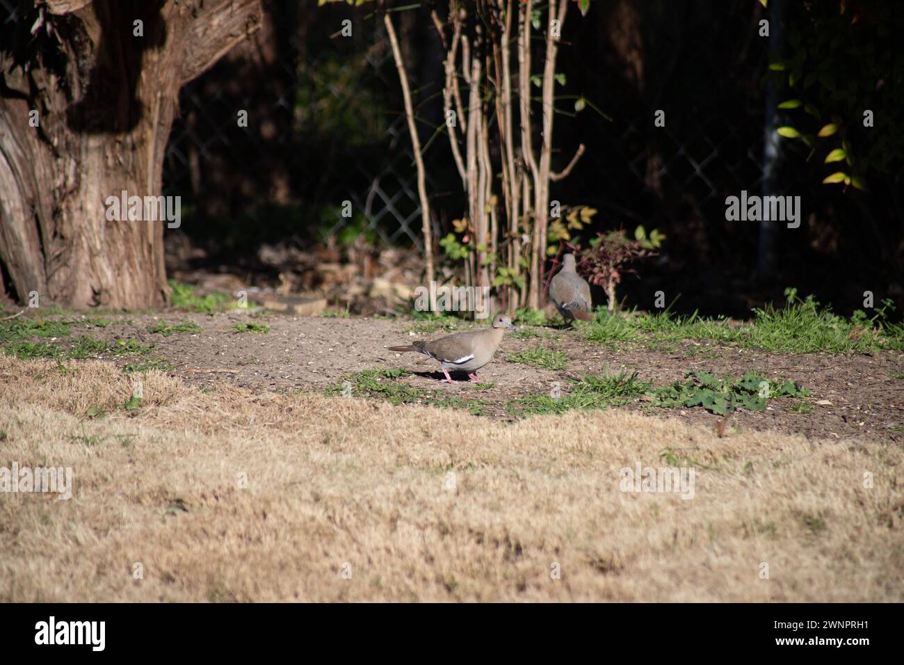 Garden mourning doves hi-res stock photography and images - Alamy