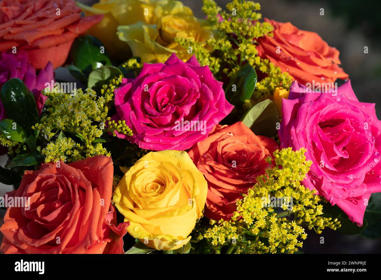 Pink, yellow and coral colored roses with water on the petals Stock ...