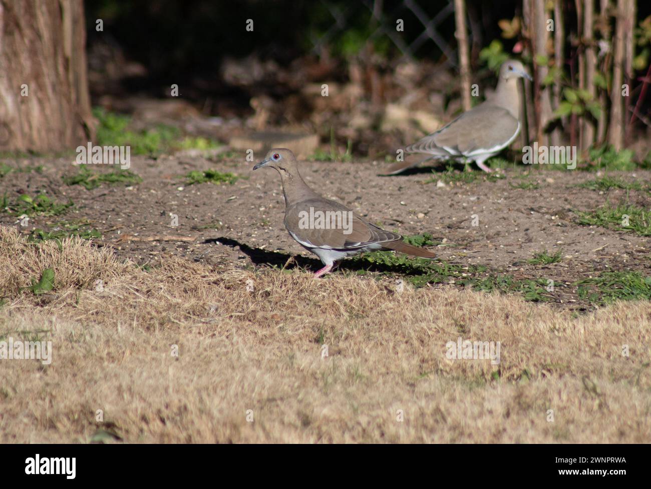 Mourning doves foraging for food in grass and weeds Stock Photo - Alamy