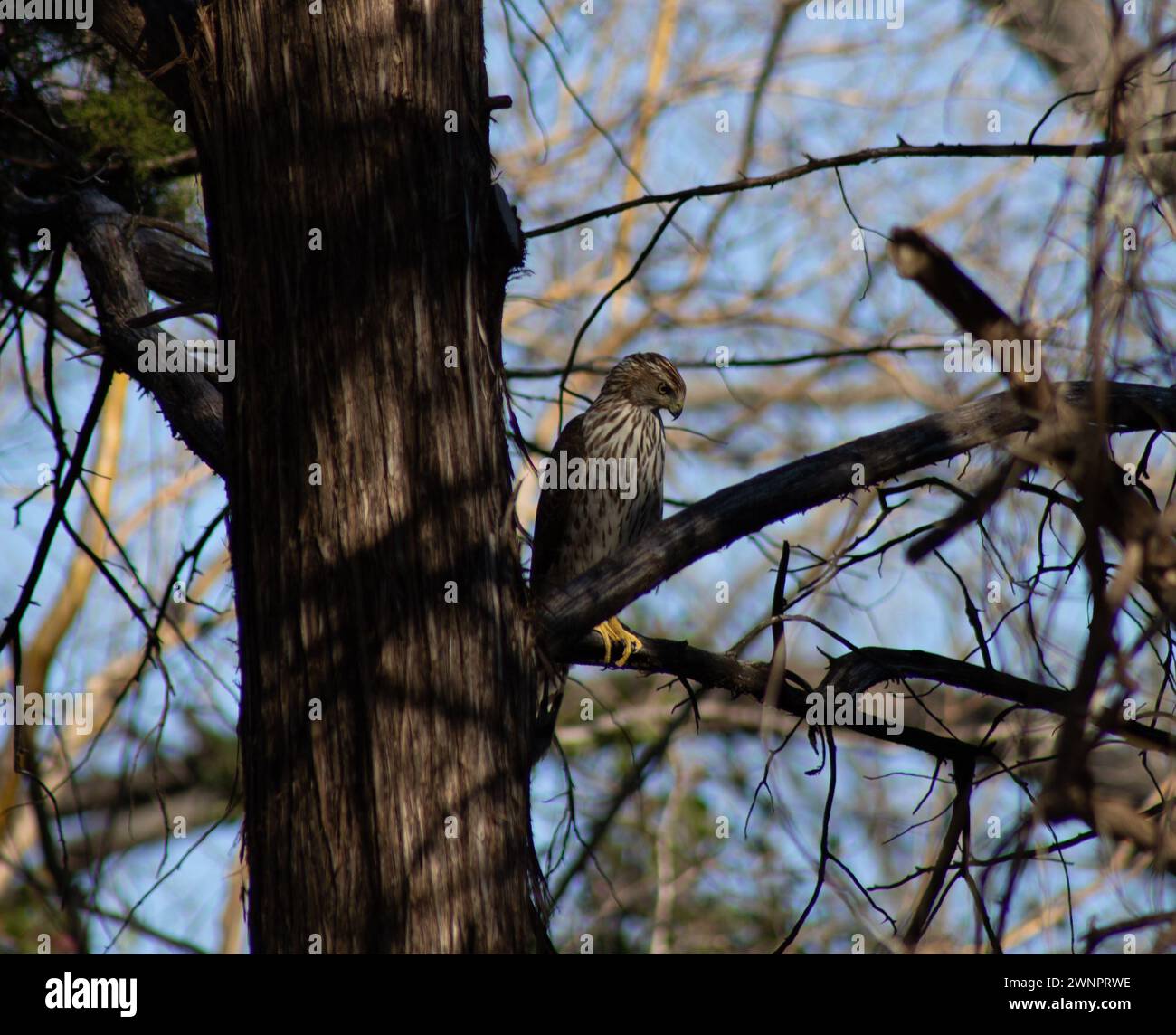 Juvenile Coopers hawk perched in a cedar tree in Texas Stock Photo - Alamy