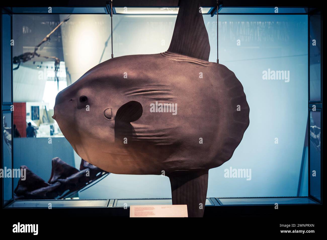 Stuffed moon fish on display at Royal Ontario Museum Stock Photo - Alamy