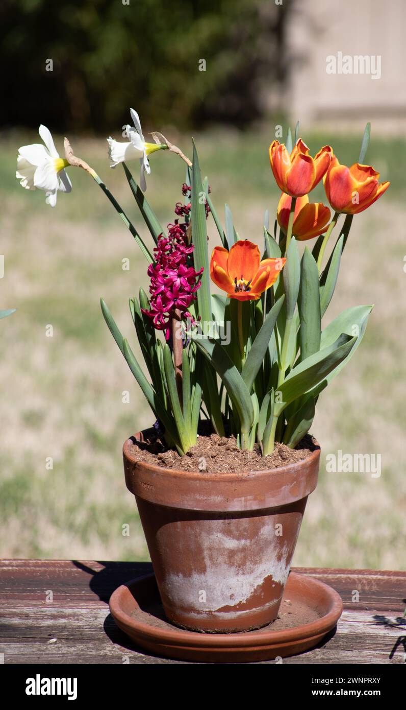 Mixed flowers growing together in a pot Stock Photo - Alamy