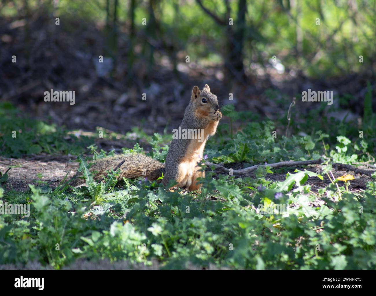 Fox squirrel sitting up eating nuts in sunshine Stock Photo - Alamy
