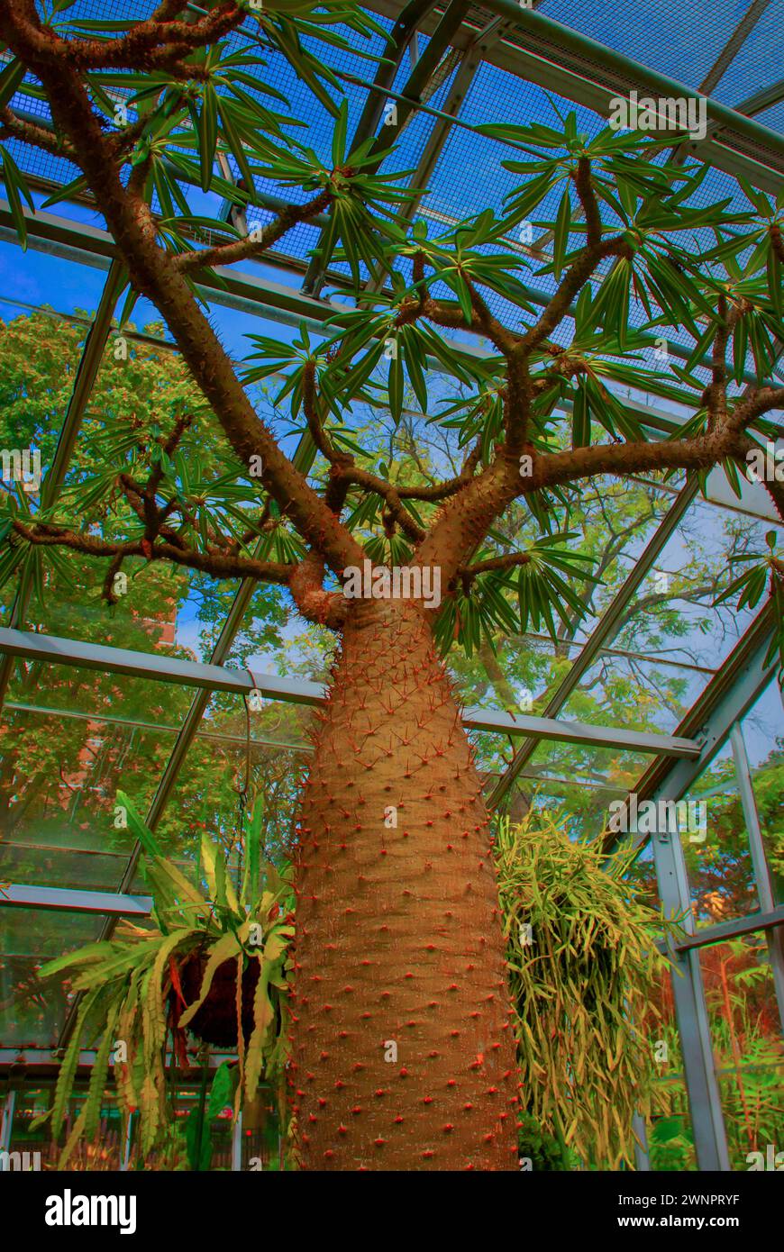 Oversaturated hi-res stock photography and images - Alamy