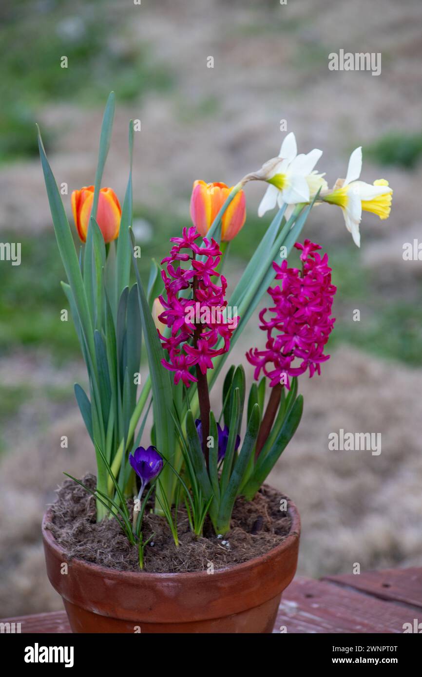 Mixed flowers growing together in a pot Stock Photo - Alamy