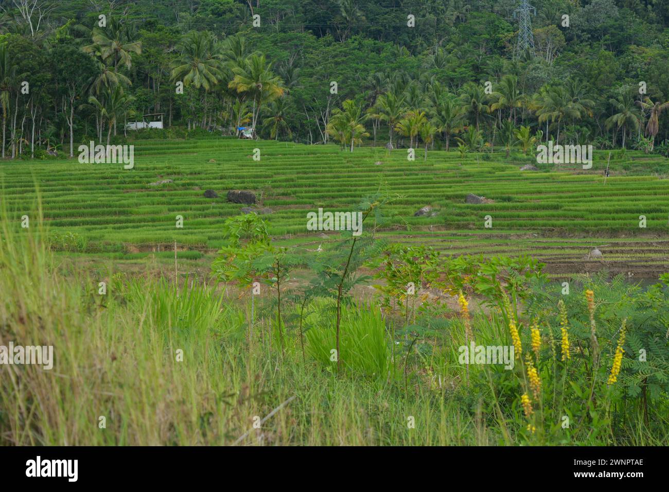 Wide panoramic view of a forest with grass in the foreground and ...