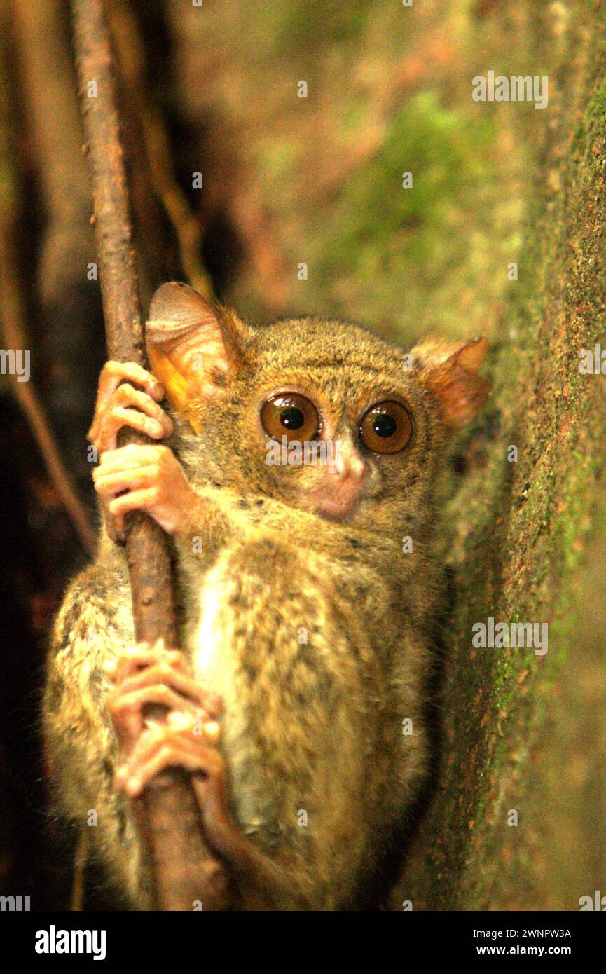 With other species hi-res stock photography and images - Alamy