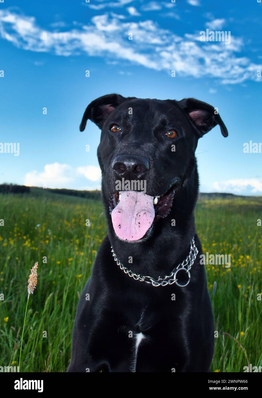Black american labrador retriever hi-res stock photography and images ...