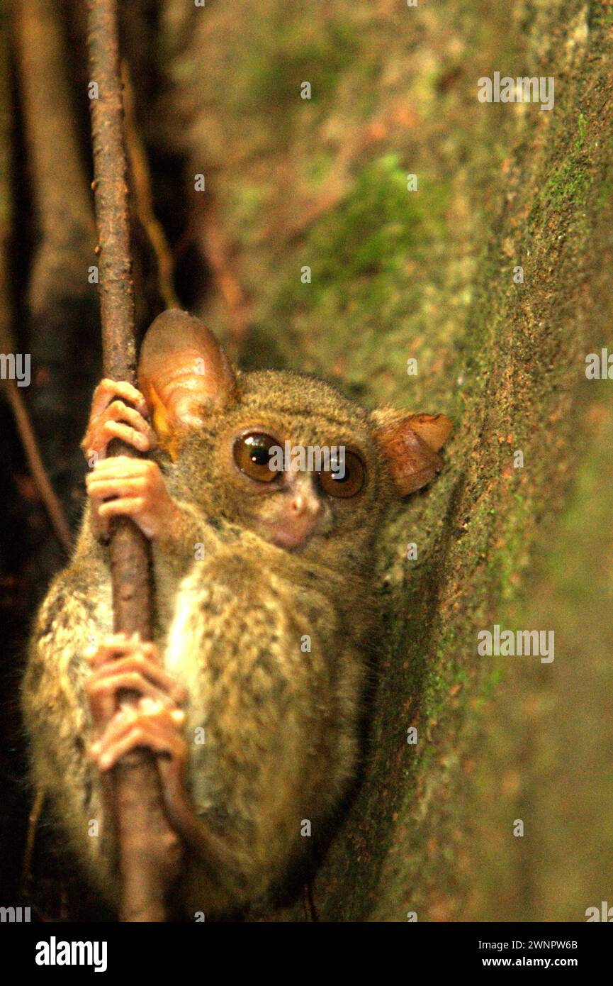 Portrait of a spectral tarsier (Tarsius spectrumgurskyae) in Tangkoko ...
