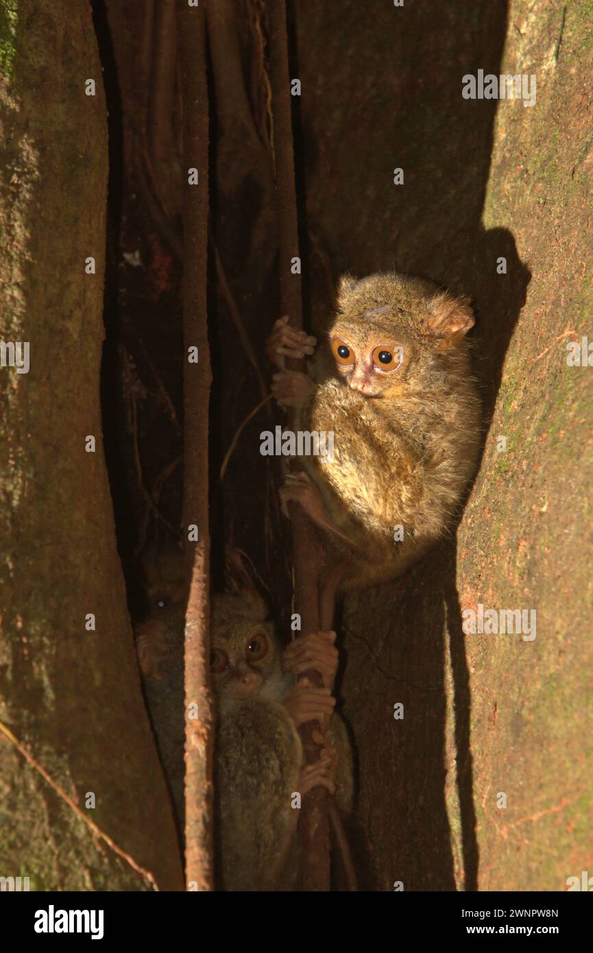 Tarsier duet hi-res stock photography and images - Alamy