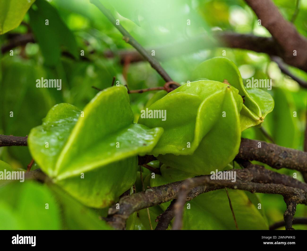 Green Star Fruit on the tree a beam of sunlight streaming through the ...
