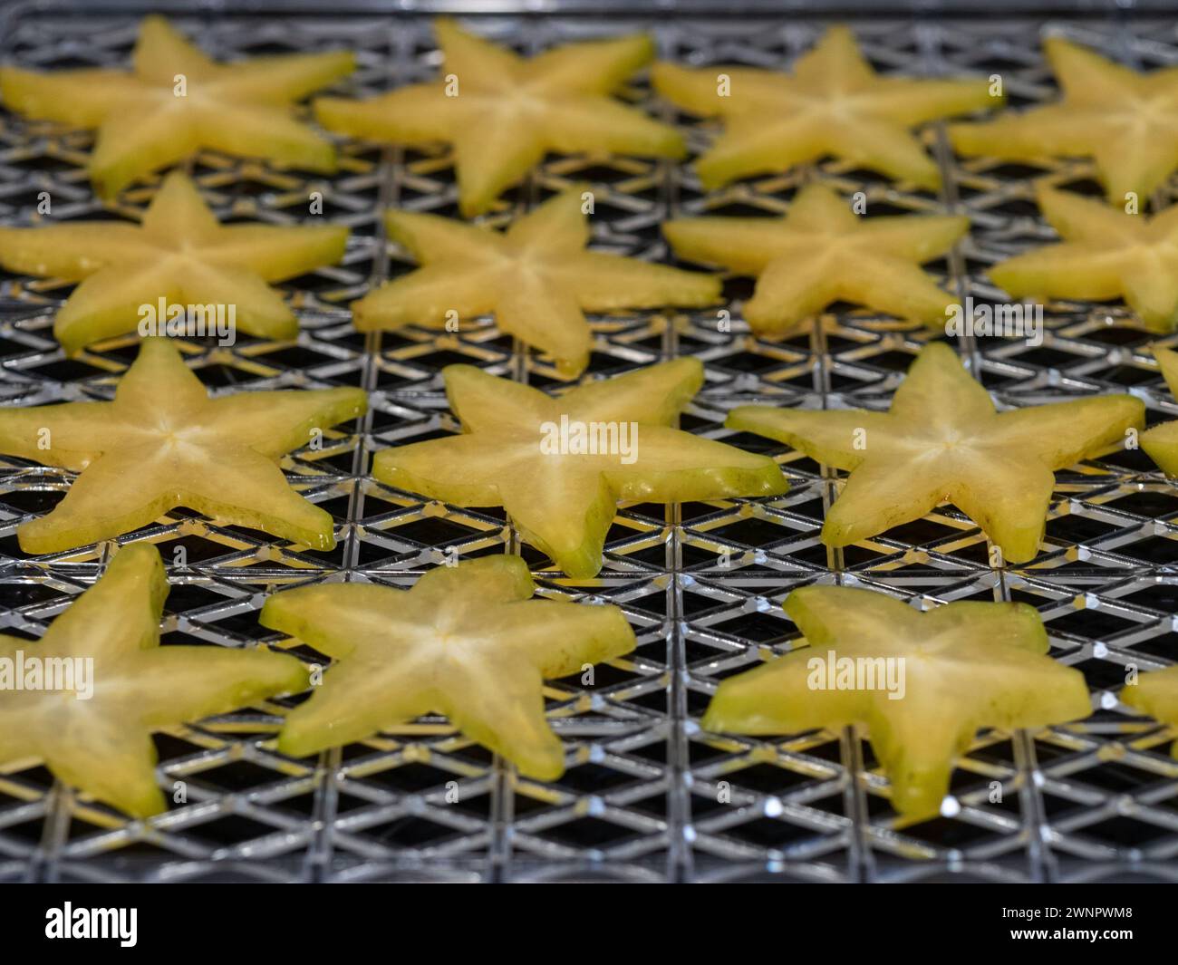 Star Fruit Slices layer out in rows on a food dehydrator tray prepared ...