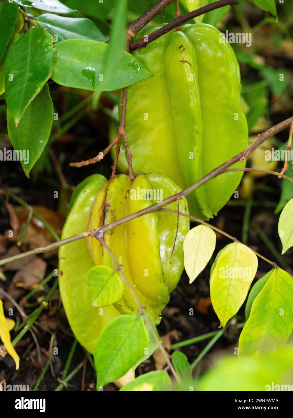 Starfruit growing hi-res stock photography and images - Alamy