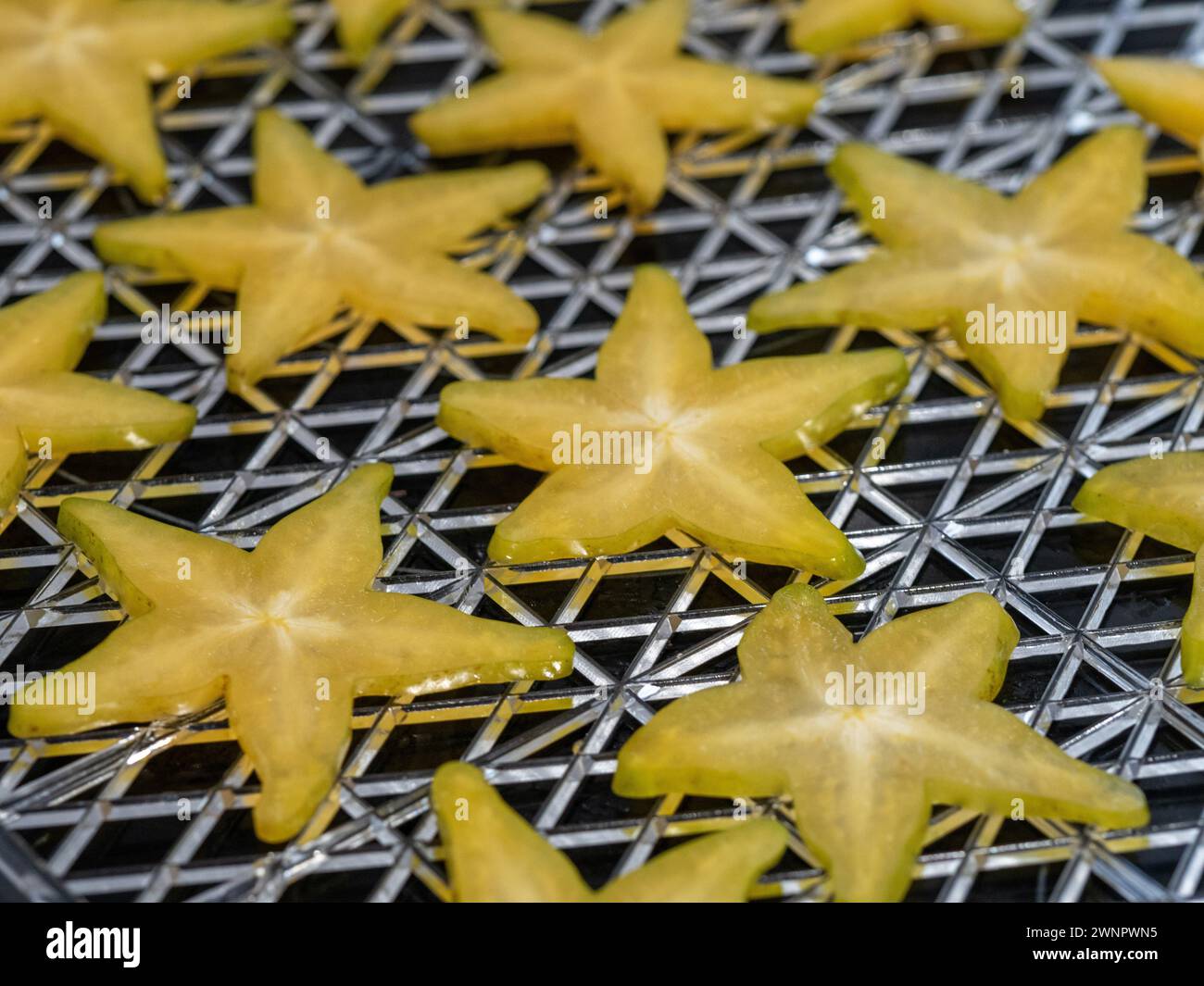 Star Fruit Slices layer out in rows on a food dehydrator tray prepared ...
