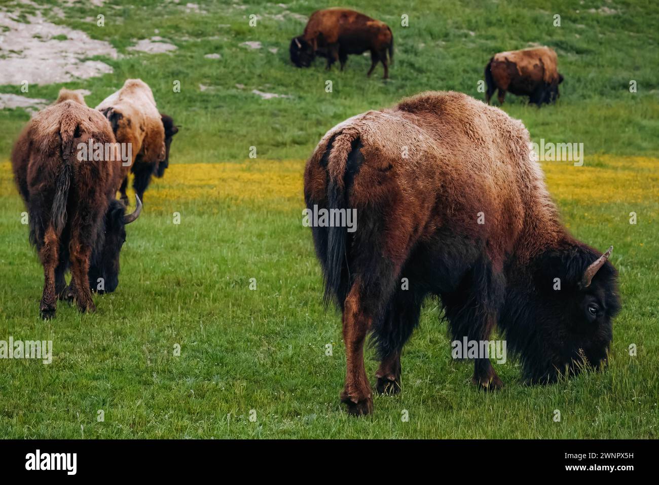 American bison grazing in a spring meadow. Wild animals close-up Stock ...