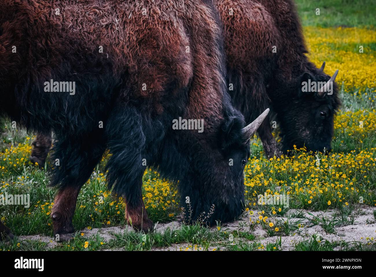 American bison grazing in a spring meadow. Wild animals close-up Stock ...