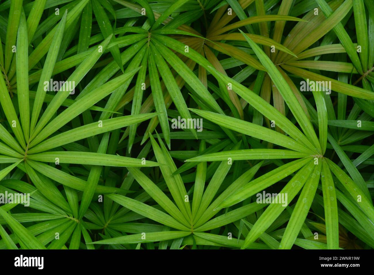 Rattan palm tree This small tree is used as a seed for planting in the ...