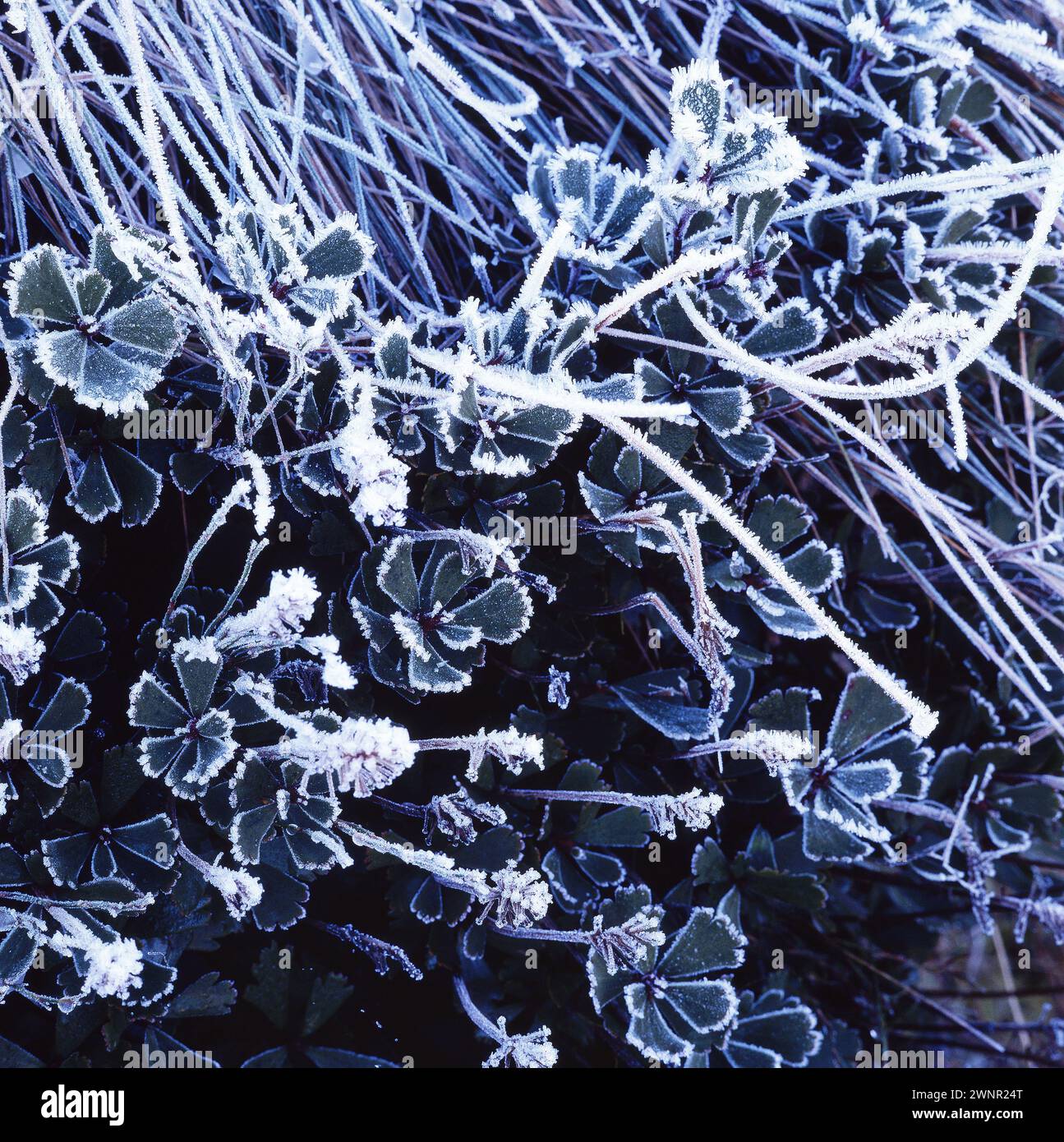 FROZEN VEGETATION, CRADLE MOUNTAIN-LAKE ST CLAIR NATIONAL PARK ...