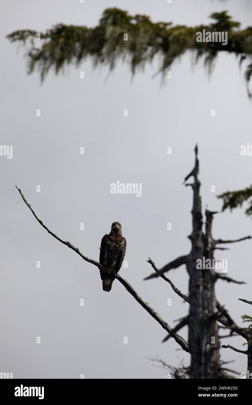 Bald eagle sitting on a dead tree branch and staring straight ahead ...