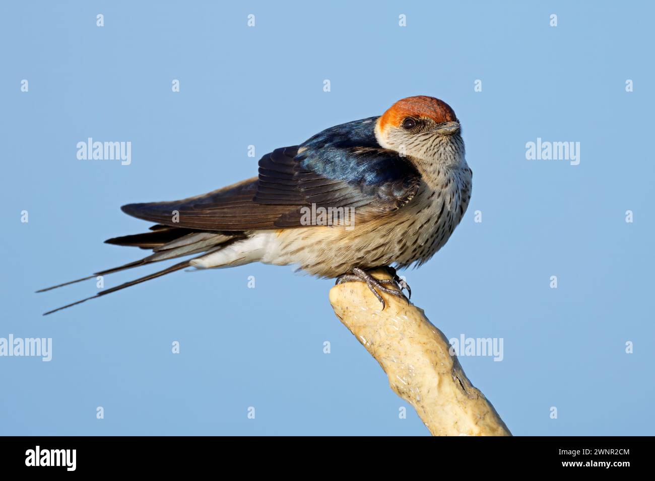 Greater striped swallow cecropis cucullata hi-res stock photography and ...