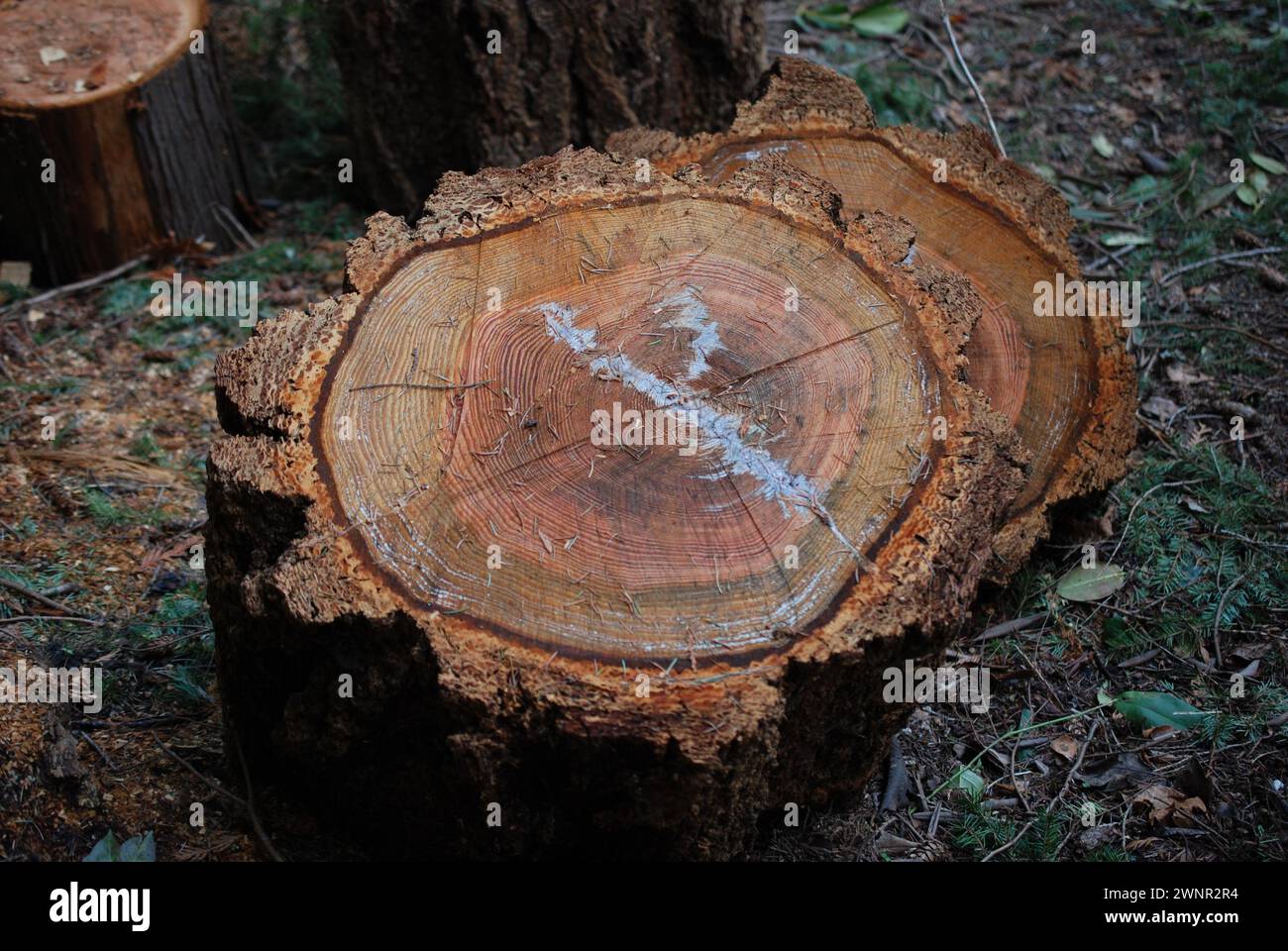 Douglas Fir Tree Sections Stock Photo - Alamy