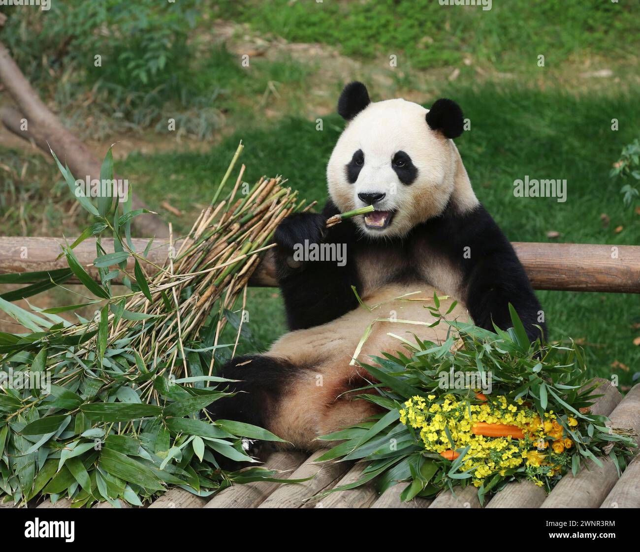 Beijing, South Korea. 3rd Mar, 2024. Giant panda Fu Bao eats food at ...
