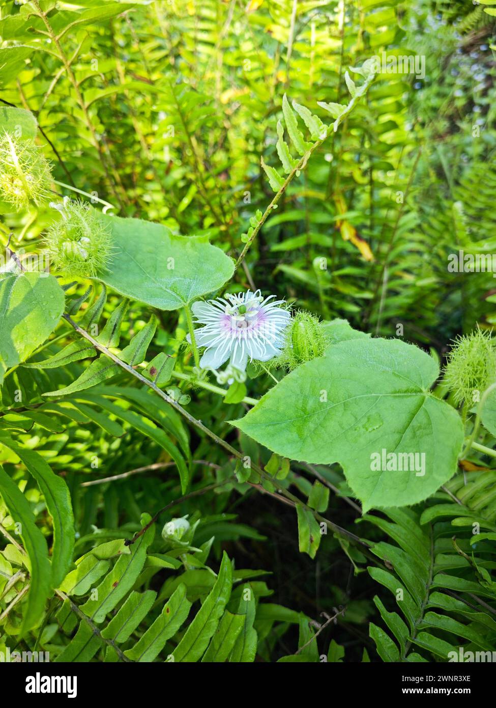 wild Passiflora foetida plant in the bushy meadow Stock Photo - Alamy