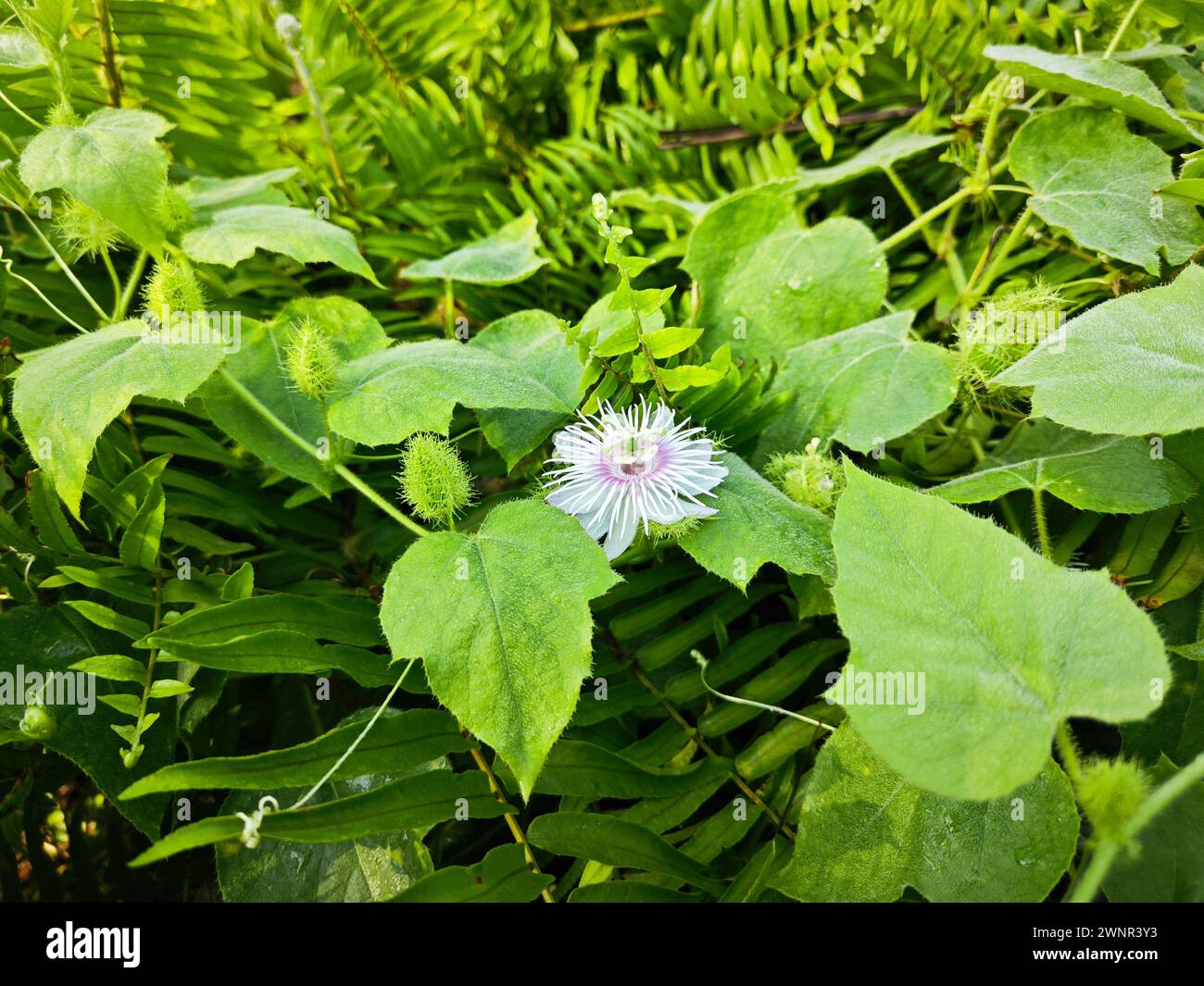wild Passiflora foetida plant in the bushy meadow Stock Photo - Alamy