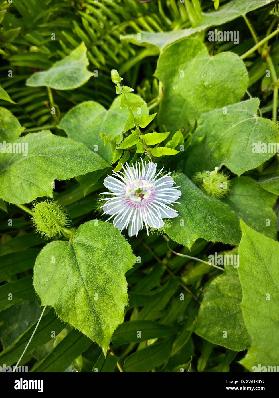 wild Passiflora foetida plant in the bushy meadow Stock Photo - Alamy