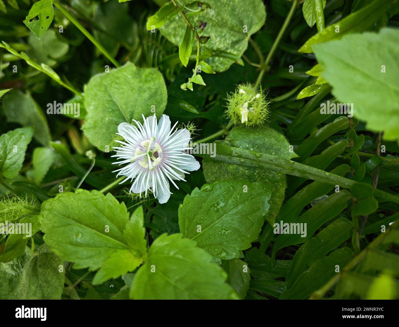 wild Passiflora foetida plant in the bushy meadow Stock Photo - Alamy
