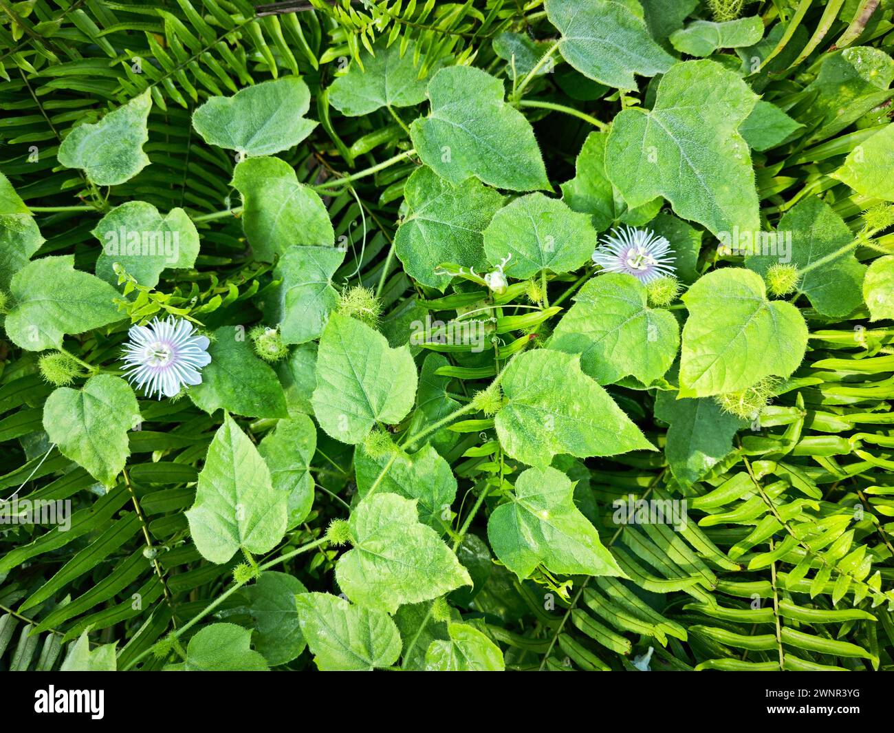 wild Passiflora foetida plant in the bushy meadow Stock Photo - Alamy
