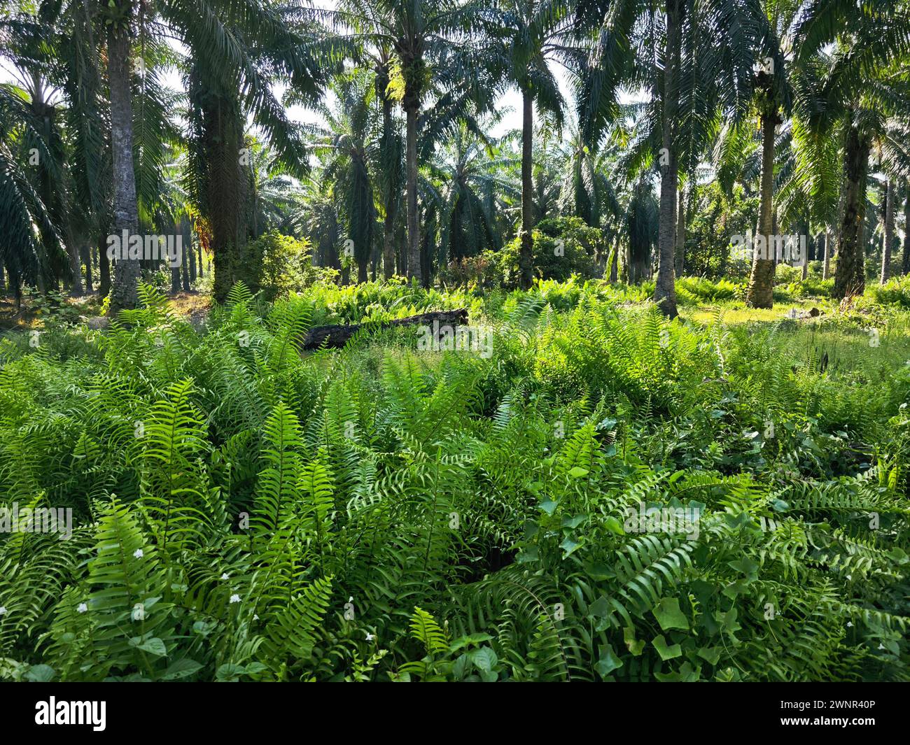 wild fiddlehead fern in the bushy meadow at the plantation Stock Photo ...